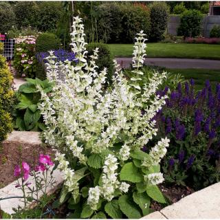 Salvia sclarea Vatican White - Clary Sage - An aromatic biennial with ...