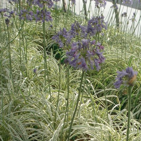 Agapanthus Silver Moon - Variegated foliage and blue flowers