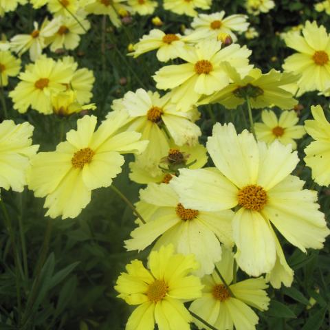 Coreopsis Full Moon Madness - Creamy yellow adnate flowers.