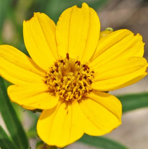 The Coreopsis palmata, with flowers of golden yellow and a dark yellow ...