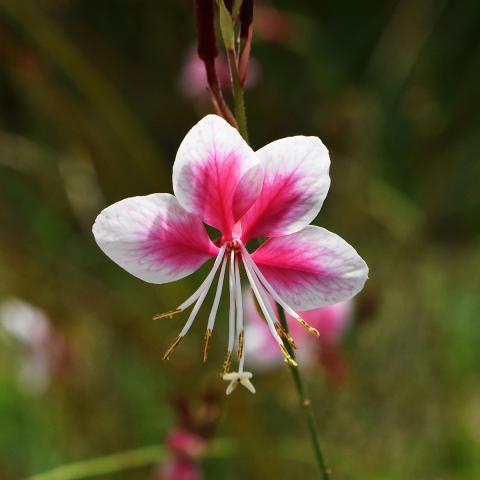 Gaura lindheimeri 'Siskiyou pink' – A perennial, easy to grow, with ...