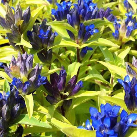 Gentiana cruciata - Cross gentian - Perennial with bright blue flowers ...