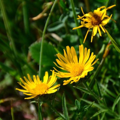 Inula ensifolia - A perennial with small golden-yellow daisies with an ...