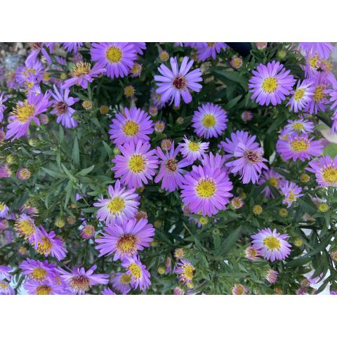 Aster dumosus Anneke - Compact dwarf aster with pink-red flowers.