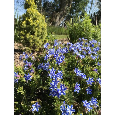 Lithodora diffusa Star - Gromwell - Blue flowers edged with white