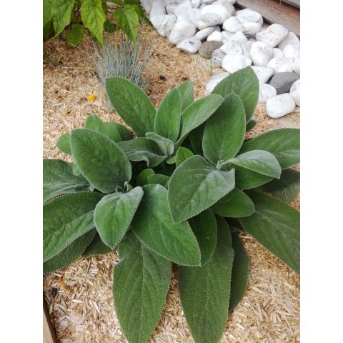 Stachys byzantina Big Ears - Perennial with superb woolly foliage.