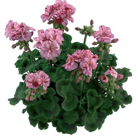 Pelargonium x hortorum Flic Flac Violet Nova - Zonal geranium bearing ...
