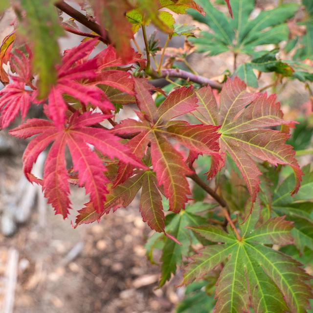 Acer pseudosieboldianum North Wind - Japanese maple for cold climate.