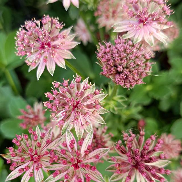 Astrantia major 'Roma' - Pale pink flowered Masterwort with a bright ...
