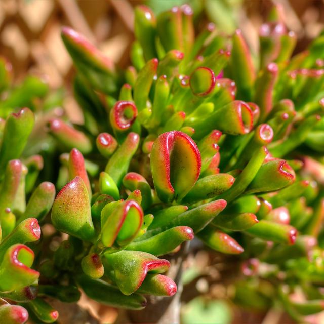 Crassula ovata 'Hobbit' - Succulent shrub with cylindrical, thick ...