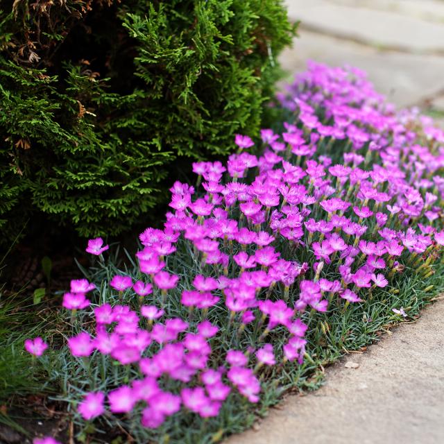 Dianthus deltoides - Delta flower or creeping eye - Perennial with ...