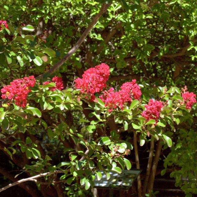 Lagerstroemia indica Red imperator - Red Imperator Indian Lilac - Dwarf ...