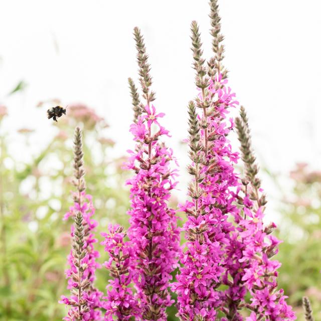 Lythrum virgatum Dropmore Purple - Purple loosestrife with stunning ...
