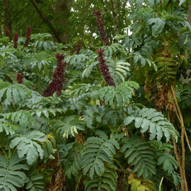 Melianthus major - Giant honey flower, a perennial with majestic foliage.