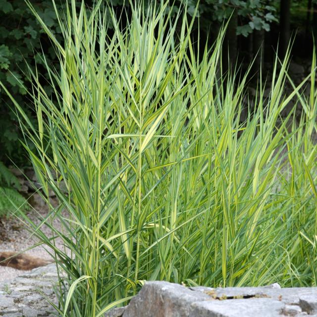 Phragmites australis Variegatus - Variegated Reed - Moist soil grass