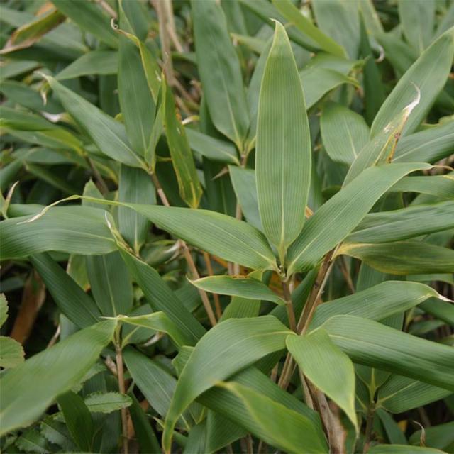 Sasa kurilensis - Japanese dwarf bamboo with wide glossy leaves.