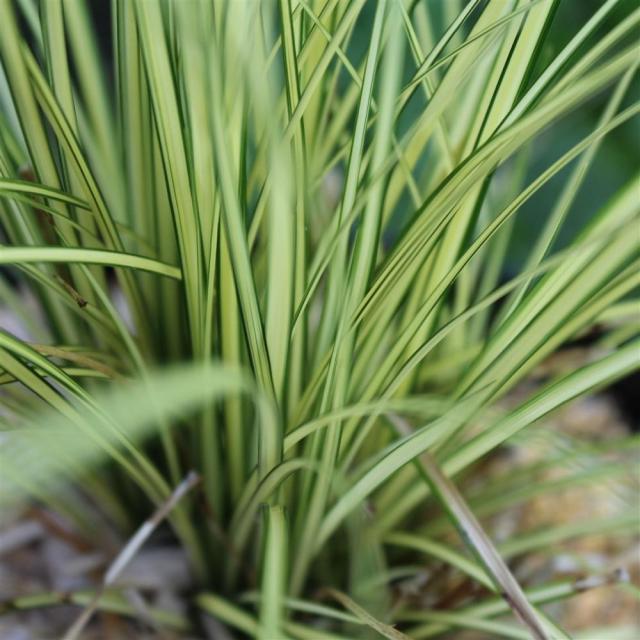 Carex brunnea Jenneke - Variegated sedge - Small grass with variegated ...