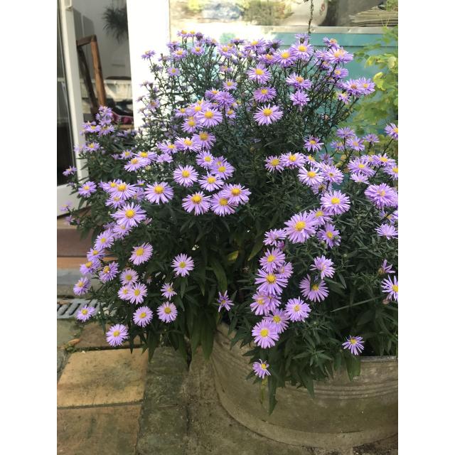 Aster dumosus Prof. Anton Kippenberg - Vigorous dwarf aster with semi ...