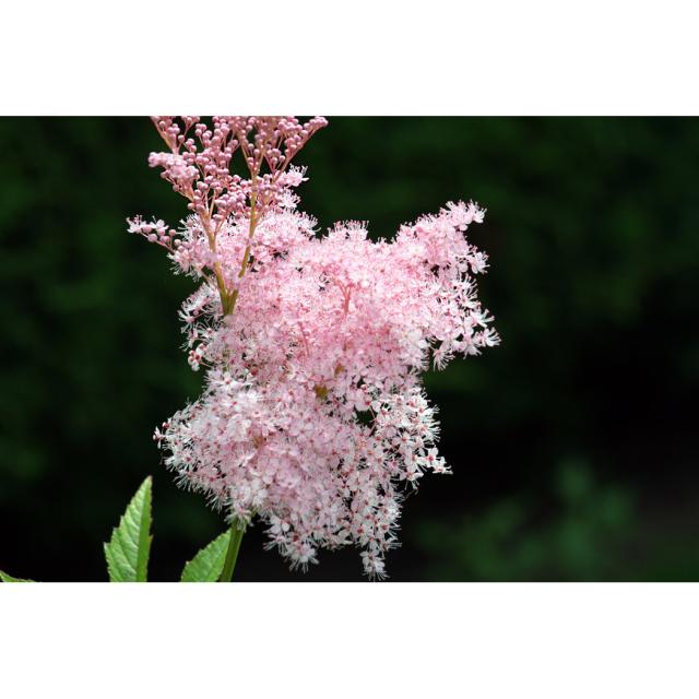 Filipendula rubra Venusta - Meadowsweet - Large perennial with plume ...