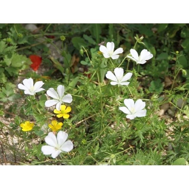 Perennial Geranium sanguineum 'Album' - Compact habit and pure white ...