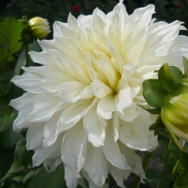 Dahlia 'White Perfection' - Dahlia Decorative Group Giant - Flowers ...