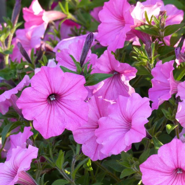 Petunia Supertunia Vista Bubblegum - Trailing candy pink petunia.