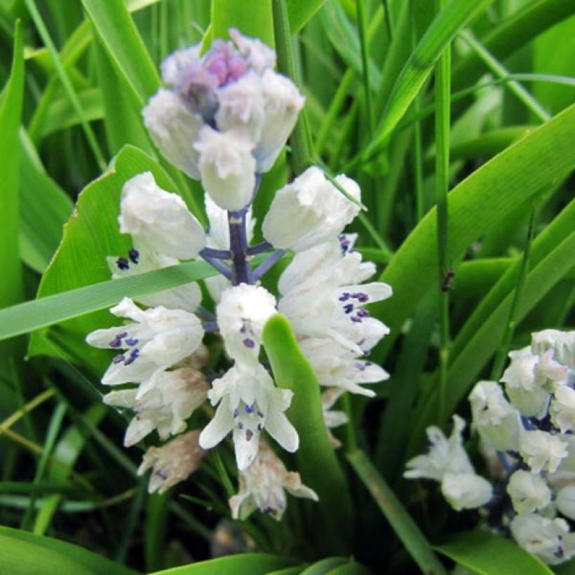 Bellevalia romana - Roman hyacinth - Perennial plant with large bulb ...