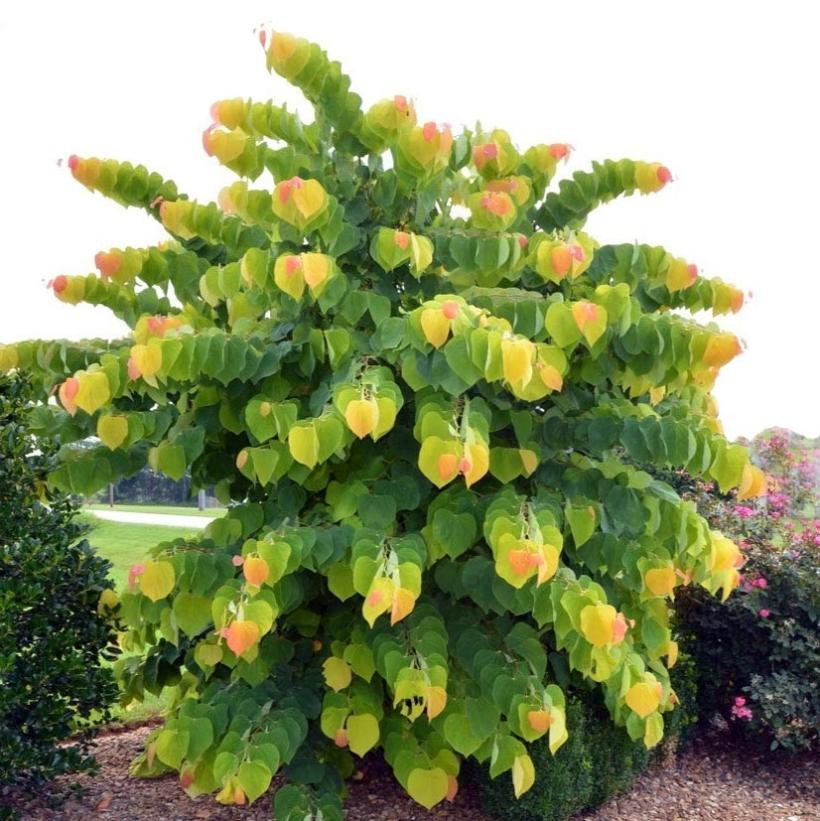 Erstaunlich Cercis Canadensis The Rising Sun Bilder