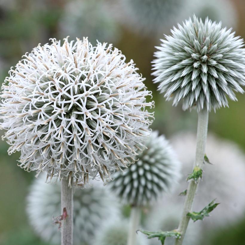 Echinops bannaticus Star Frost - Globe thistle with silvery white flowers.