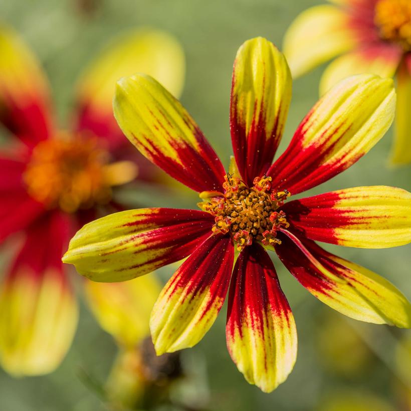 Coreopsis verticillata 'Bengal Tiger' - Tickseed with golden yellow and ...