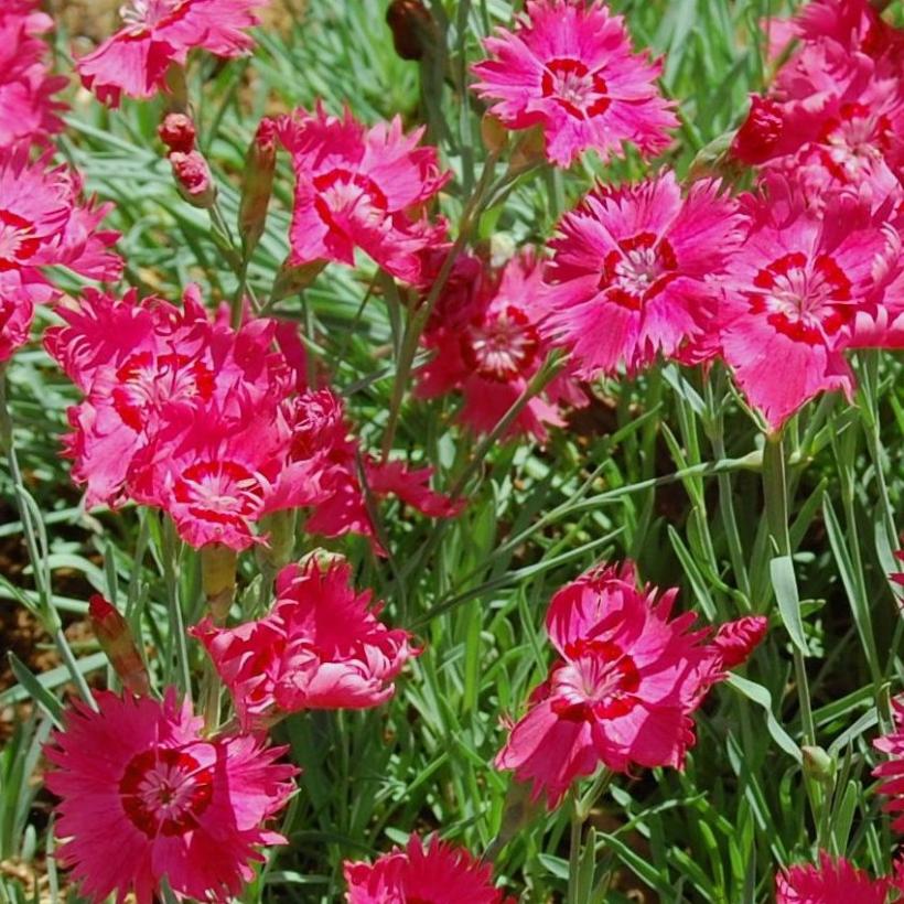 Dianthus deltoides Brilliant - Heathland pink with bright red flowers.