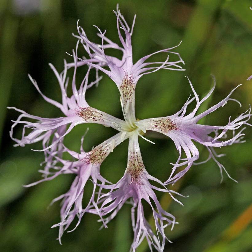 Dianthus superbus - Superb flowering carnation with fragrant lilac-pink ...