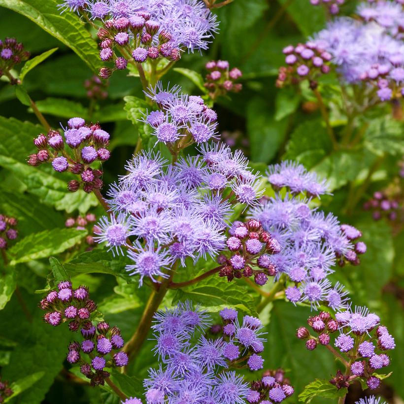 Eupatorium coelestinum, a robust and tall herbaceous plant with pale ...