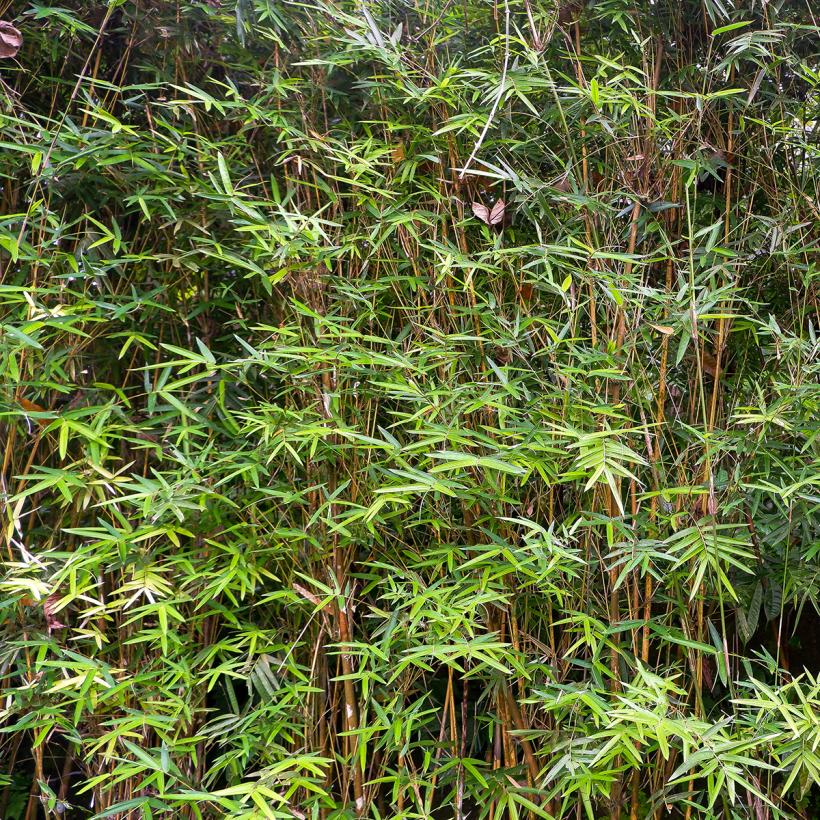 Fargesia nitida Great Wall - Non-invasive bamboo with fine green foliage.