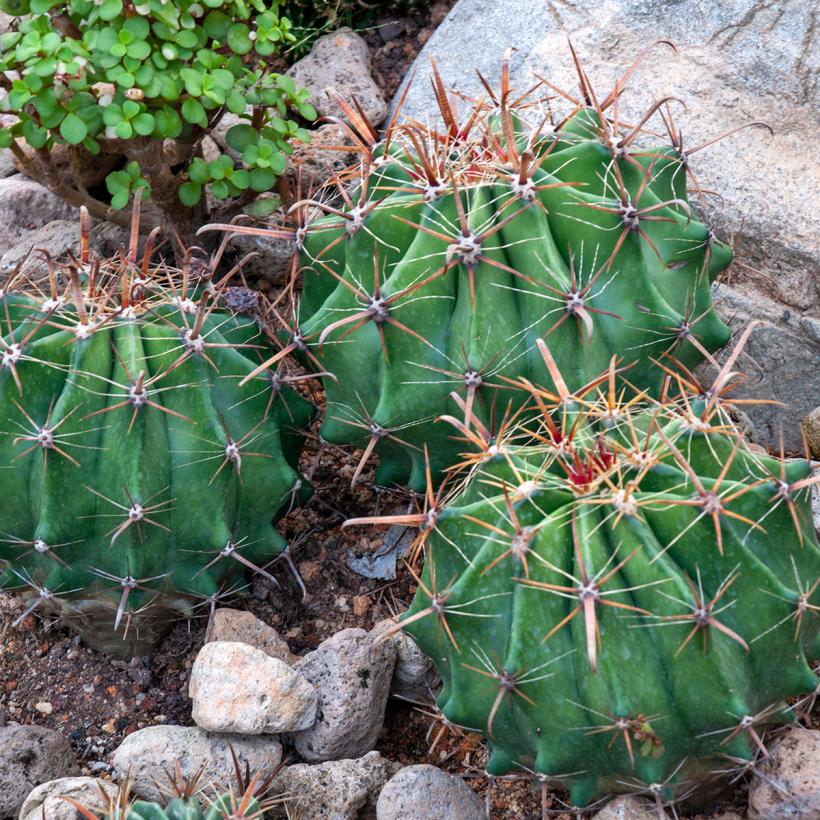 Ferocactus latispinus - Devil's tongue barrel cactus