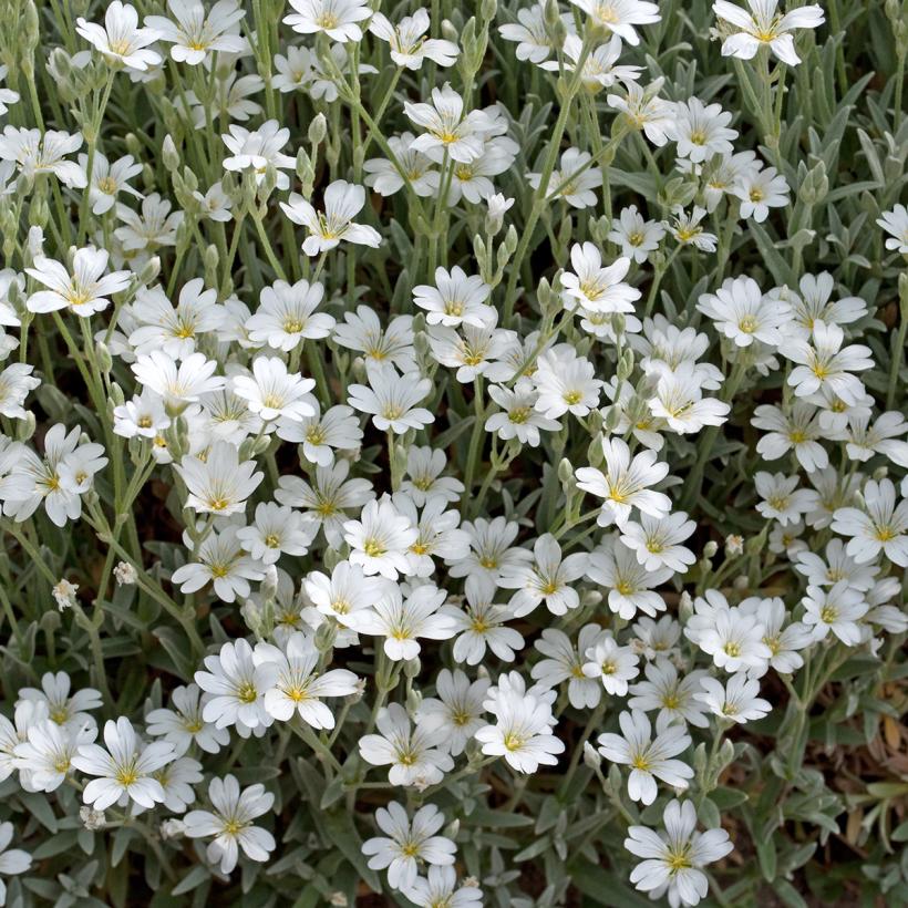 Gypsophila repens Alba - Creeping gypsophila with white flowers.