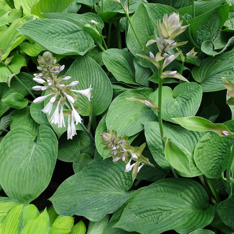 Hosta Jurassic Park - A giant variety, with large heart-shaped leaves.