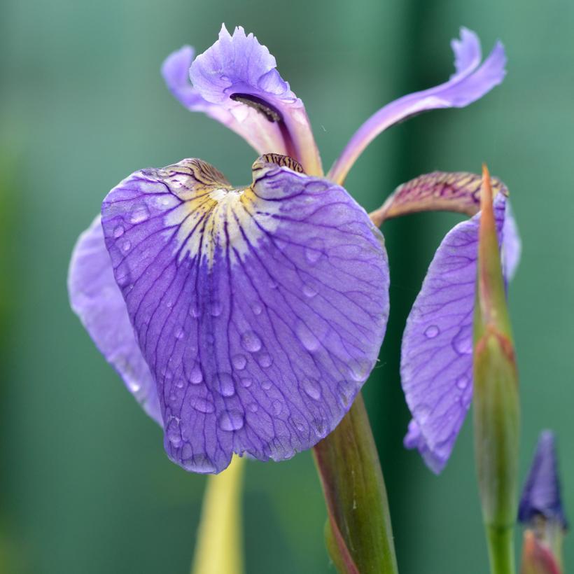 Iris setosa - Rhizomatous Alaska dwarf iris, with lavender blue flowers.