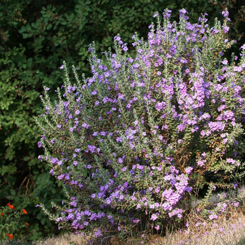 Leucophyllum langmaniae - Rio Bravo Sage - Dry terrain bush with late ...