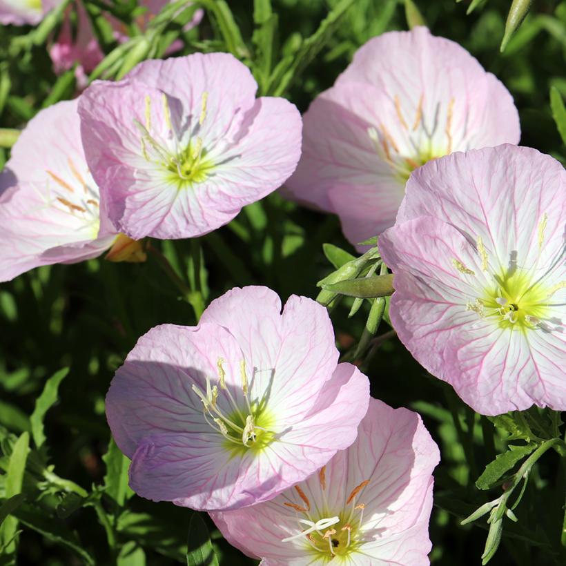 Pink Evening Primrose - Oenothera 'Siskiyou' - Creeping with light pink ...