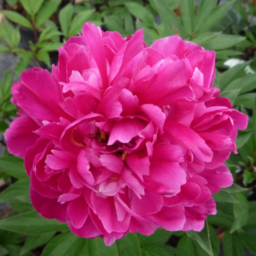 Lactiflora Karl Rosenfield Peony - Chinese Peony with very double, pure ...