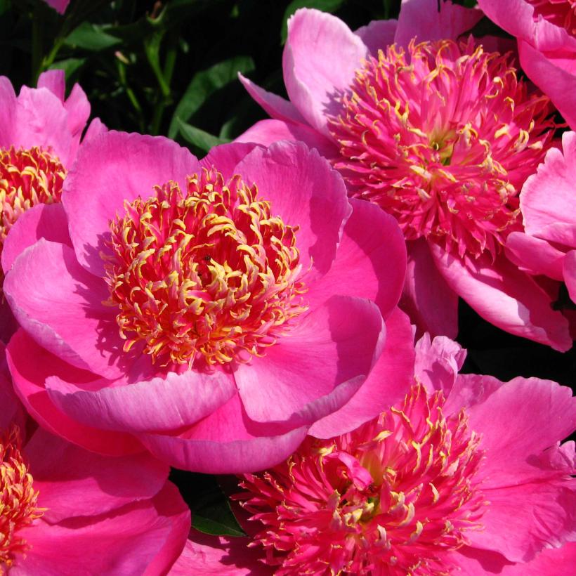Paeonia lactiflora Neon - Japanese peony with a bright pink single ...