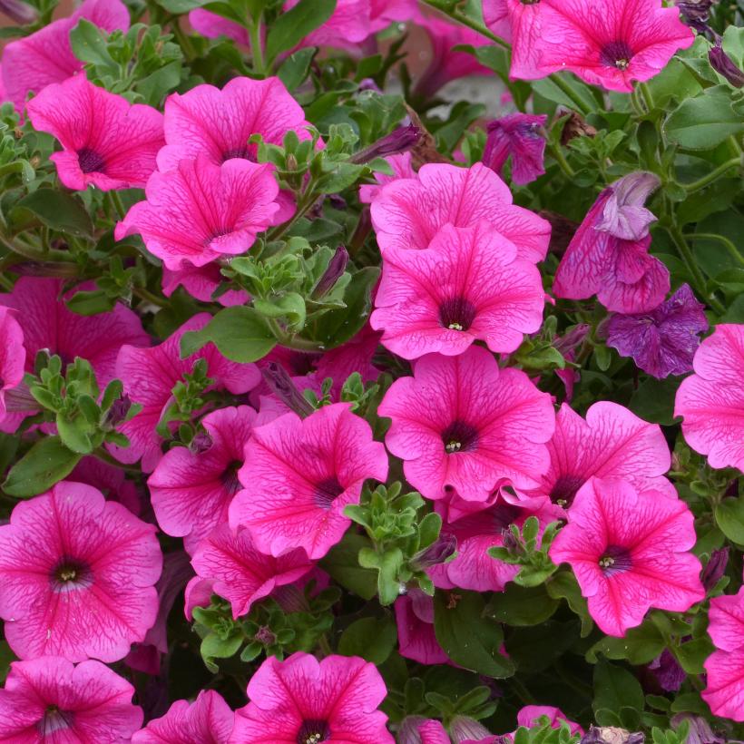 Petunia Surfinia Hot Pink - Bright pink petunia - A variety with ...