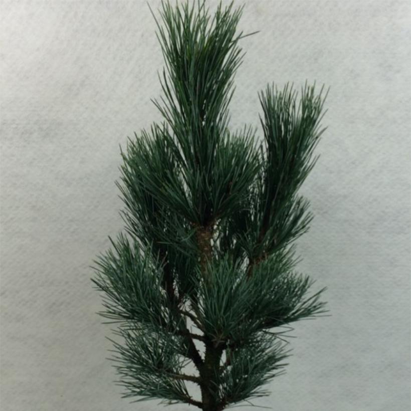 Pinus cembra Compacta Glauca - dwarf pine with an ovoid habit.