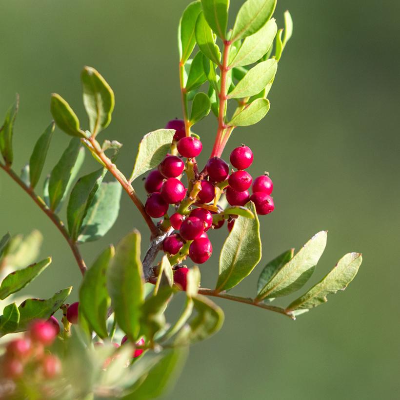 Mastic tree - Pistacia lentiscus, evergreen aromatic bush.