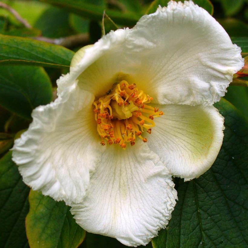 Stewartia pseudocamellia Koreana - Flowering tree with colourful autumn ...