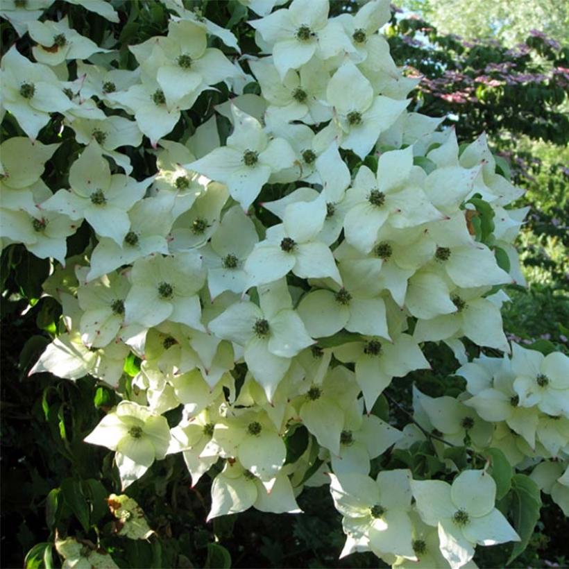 Cornus kousa Milky Way - flowering dogwood with abundant flowering.