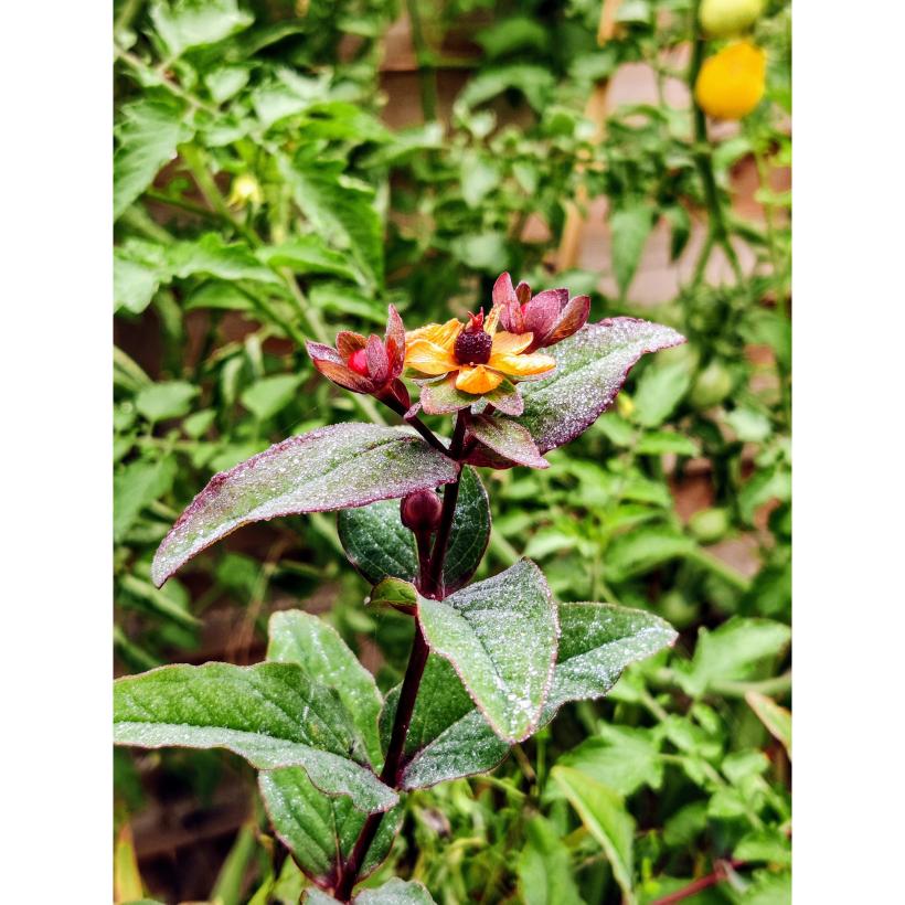 Hypericum x inodorum Magical Universe 'Kolmuni' - Dwarf St John's wort