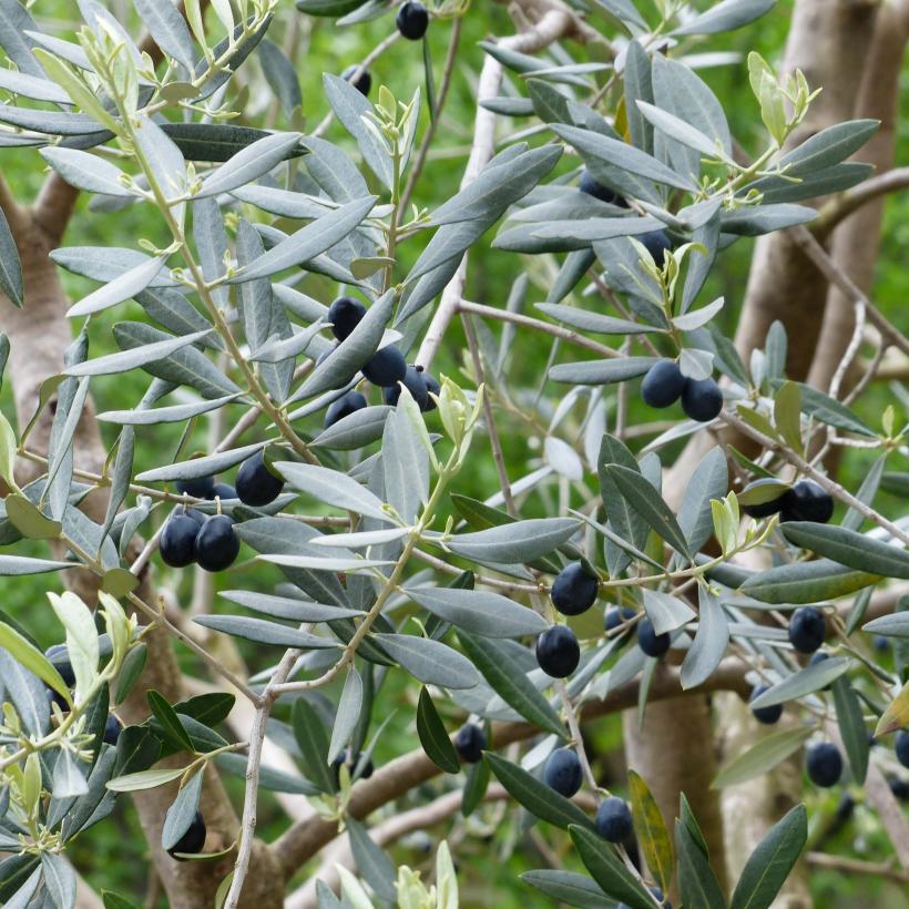 Olive tree - Olea europaea Picholine from Gard for green olives